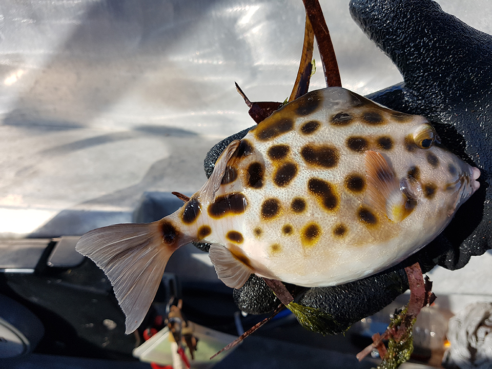 ECU | Dietary comparison of the tropical herbivore Siganus fuscescens ...