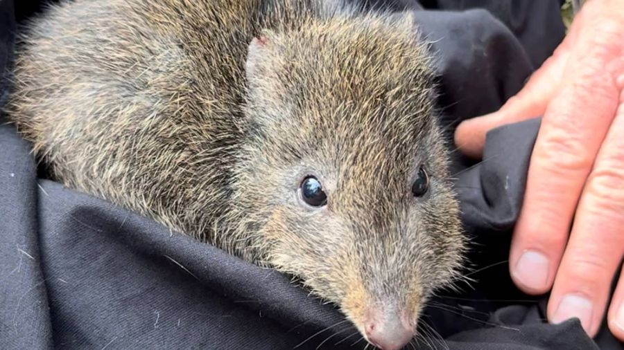 ECU | ECU study could help conserve the world's rarest marsupial